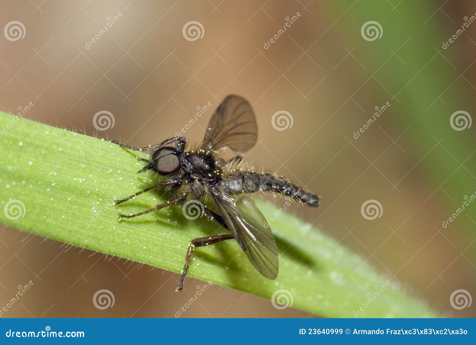 Black March Fly stock image. Image of bibio, diptera - 23640999