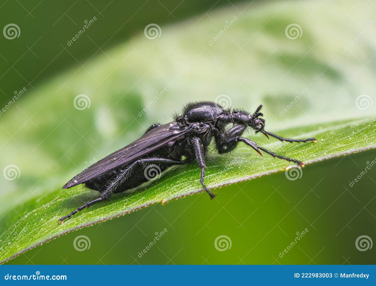 Black March Fly on a Grean Leaf Stock Image - Image of insect, hawthorn ...
