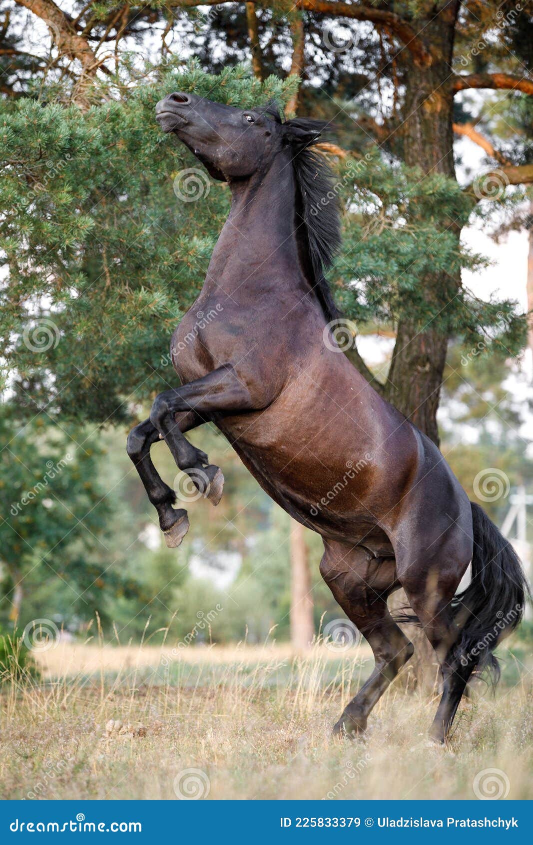 Black Mare Draft Horse Rearing Up on Command in Summer Stock Image ...