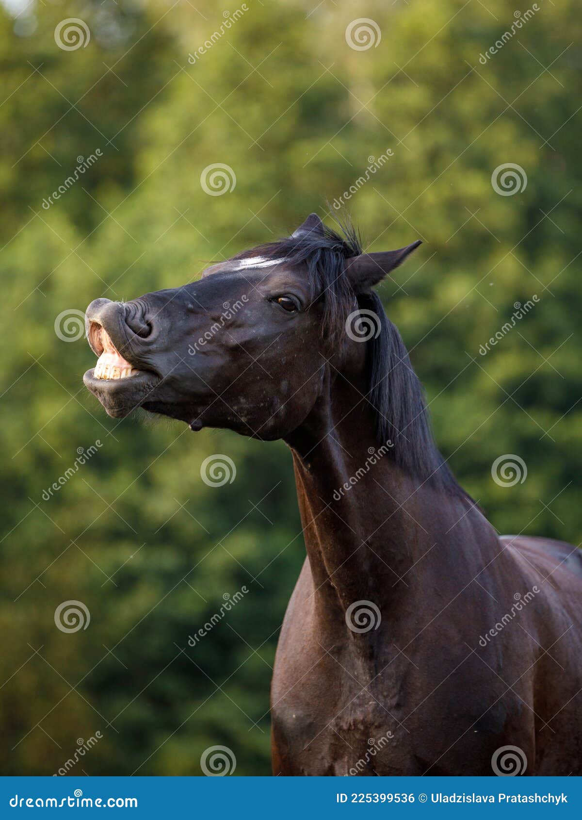 Black Horse Smiling