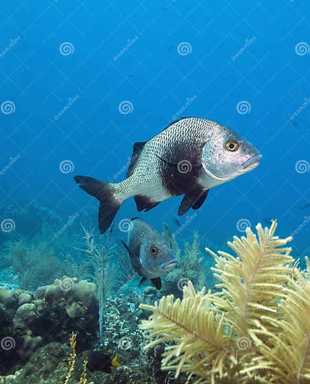 Black Margate fish stock image. Image of reef, caribbean - 16004505