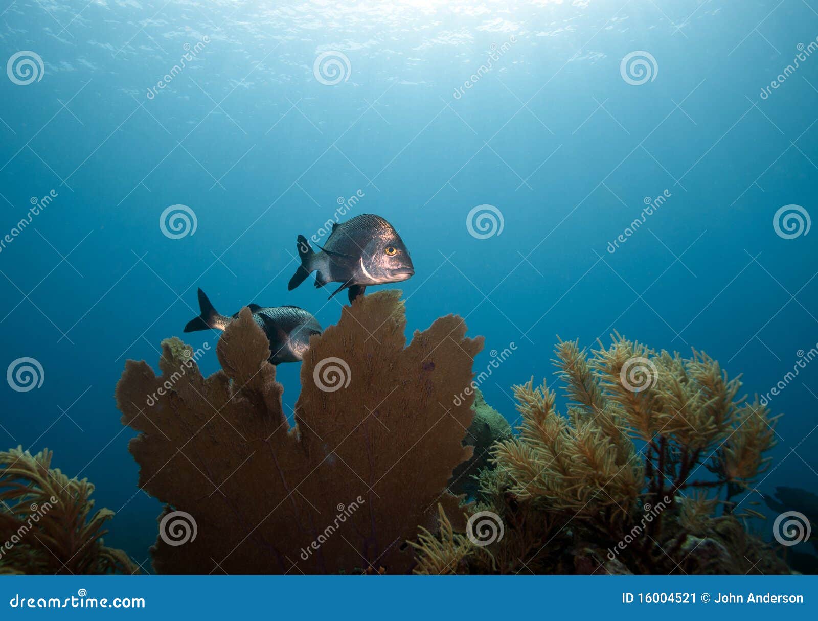 Black Margate fish stock image. Image of nature, honduras - 16004521