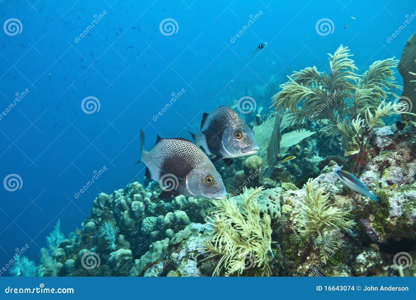 Black Margate fish stock photo. Image of coral, roatan - 16643074