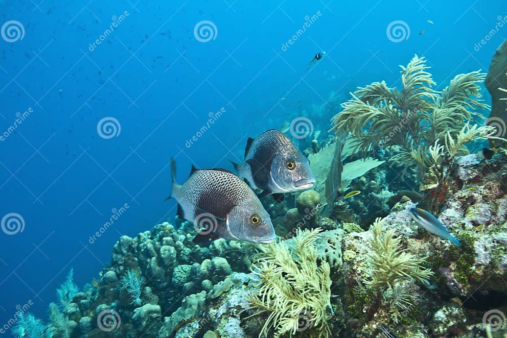 Black Margate fish stock photo. Image of coral, roatan - 16643074