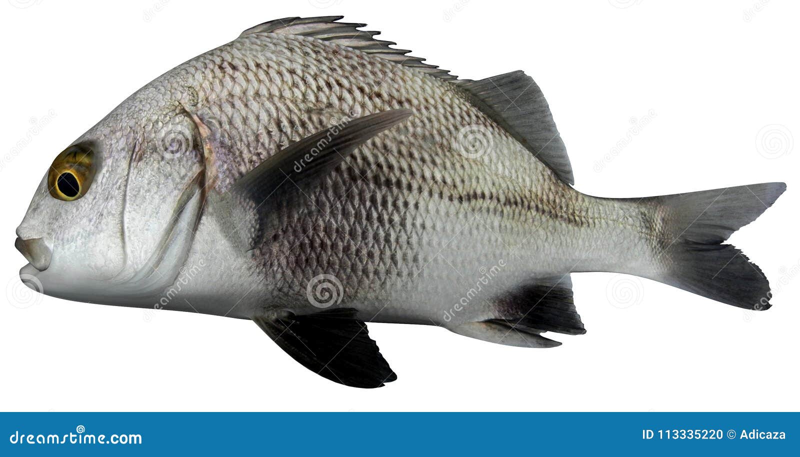 Black Margate stock illustration. Illustration of bank - 113335220