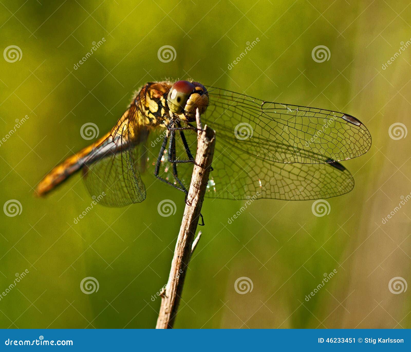 Black Meadowhawk, Sympetrum Danae Stock Image - Image of fauna, detail ...