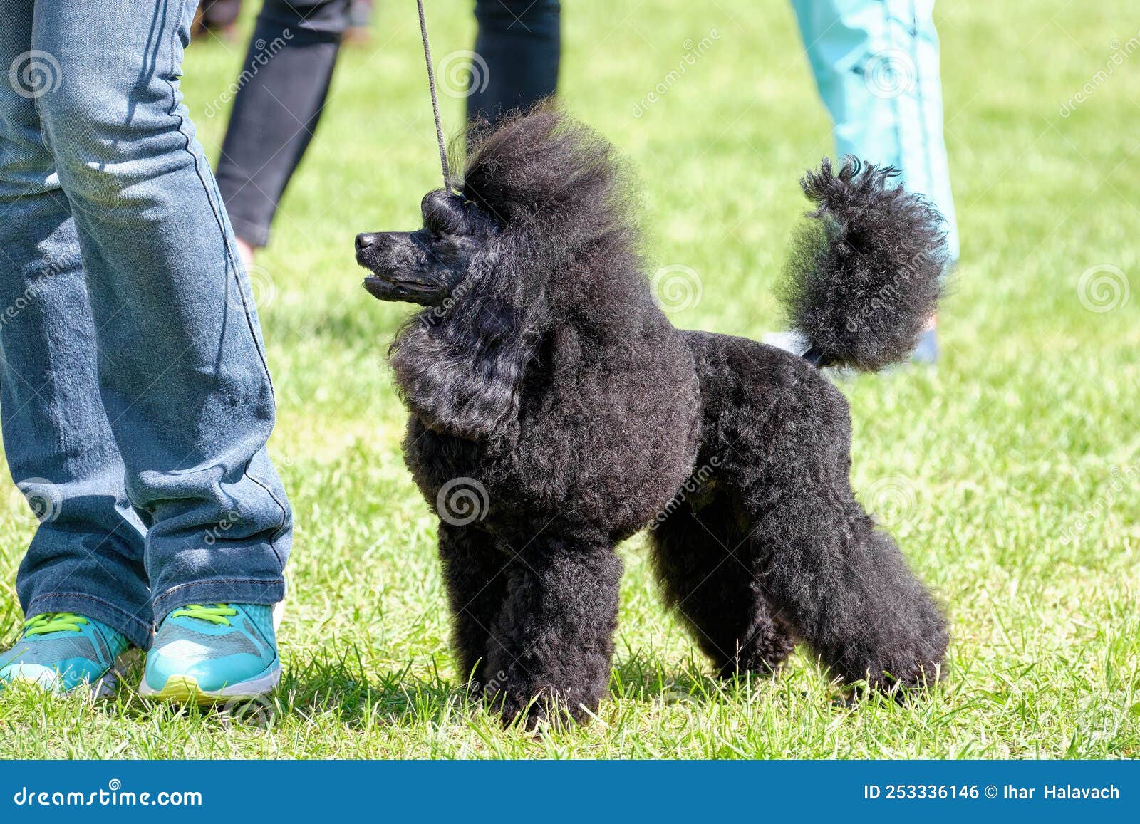 Black Medium, Dwarf Poodle Stands on the Green Grass Stock Photo ...