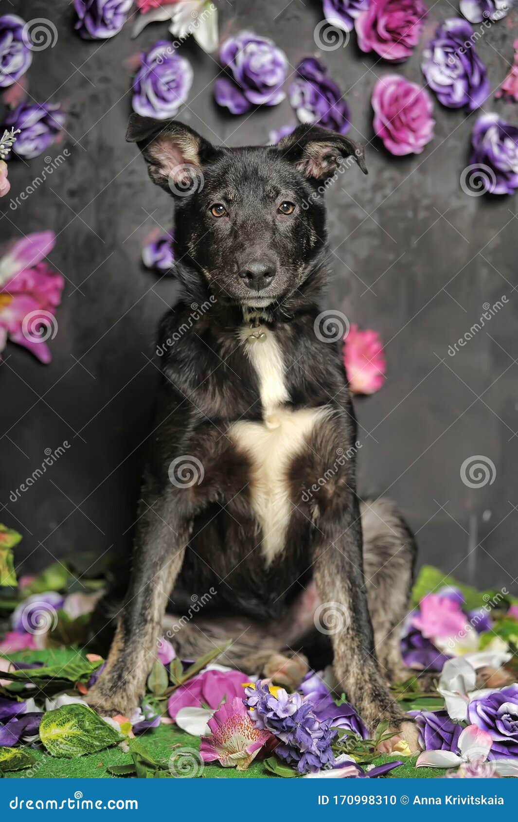 Black Mestizo Dog on a Dark Background Stock Photo - Image of look ...