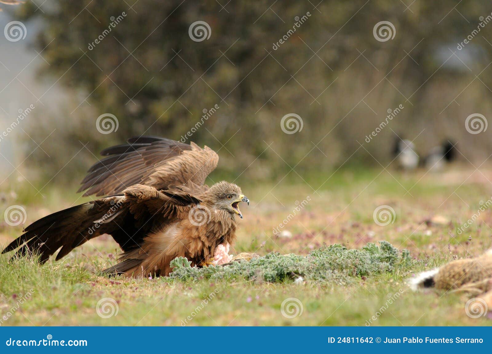 With Black Milano Aggressive Stance Stock Photo - Image of raptors ...