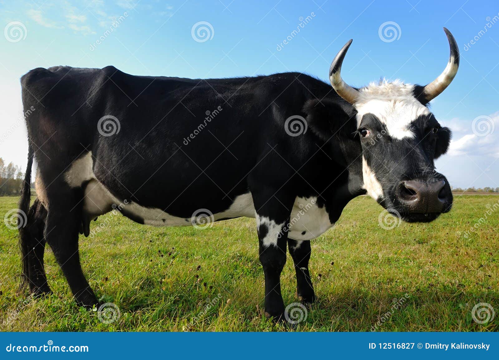 Black Milch Cow on Green Grass Pasture Stock Image - Image of livestock ...