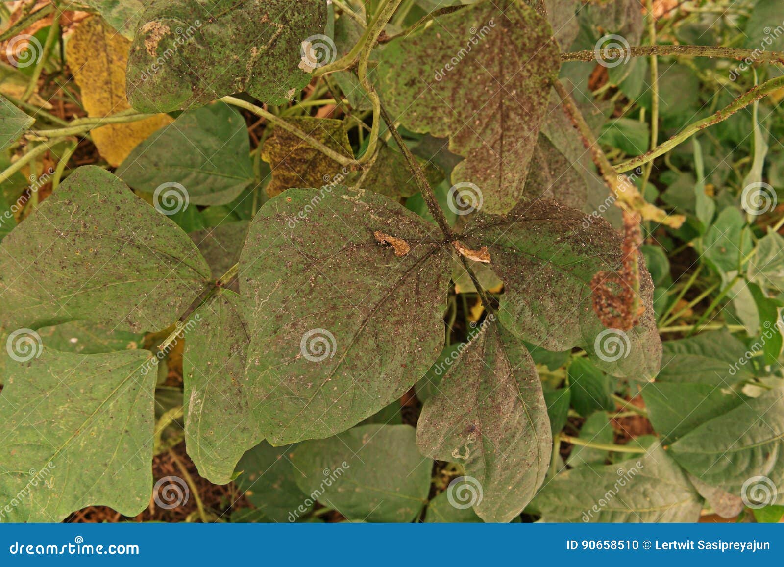Black Mildew of Yard Long Bean Stock Photo - Image of plant, surface ...