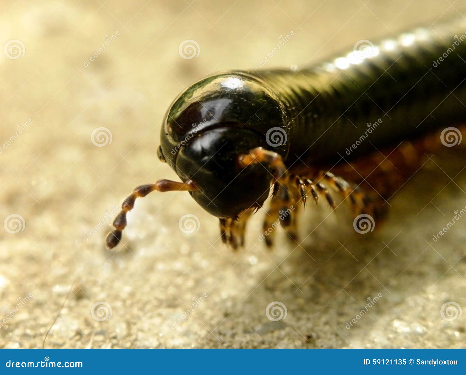 Black Millipede Julida On Man`s Hand Close Up. Exotic Pet Centipede ...