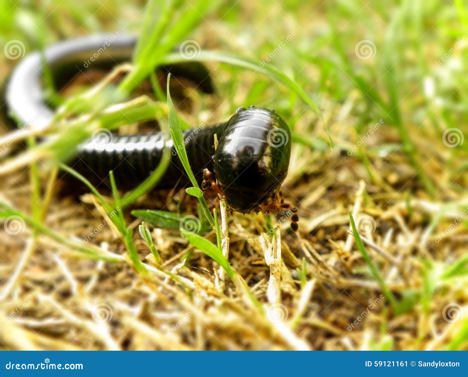 Black Millipede Julida On Man`s Hand Close Up. Exotic Pet Centipede ...