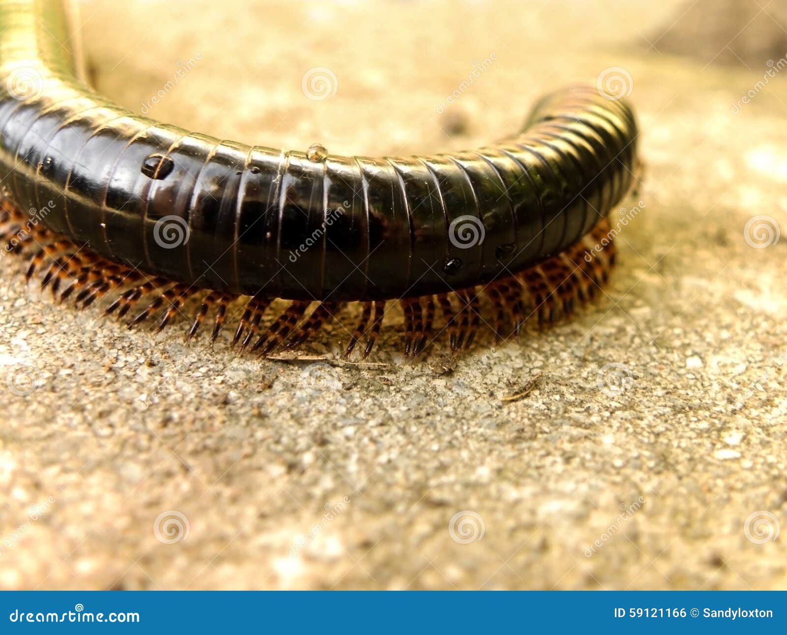 Black Millipede Julida On Man`s Hand Close Up. Exotic Pet Centipede ...