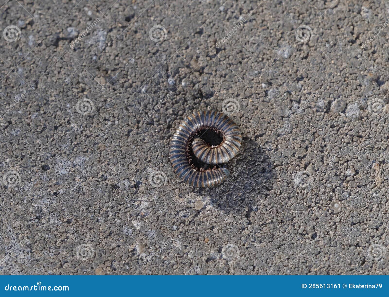A Black Millipede Curled into a Spiral on a Stone Background Stock ...