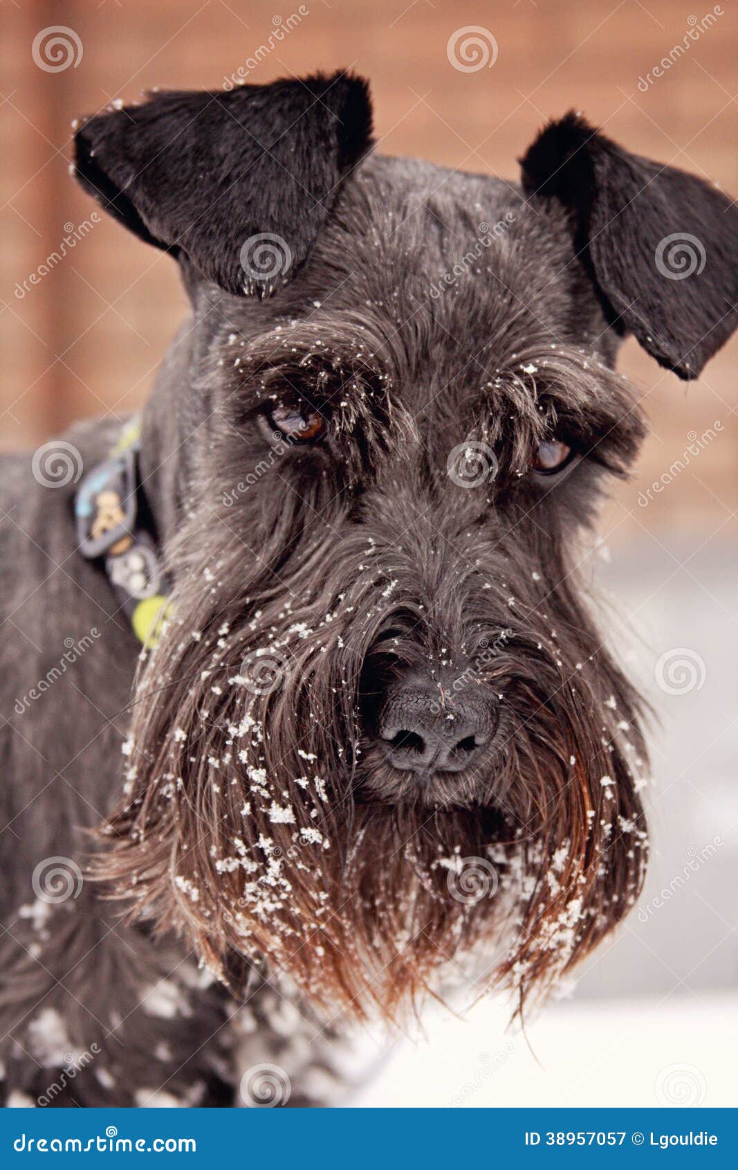 Black Mini Schnauzer in Snow Stock Image - Image of miniature, mammal ...