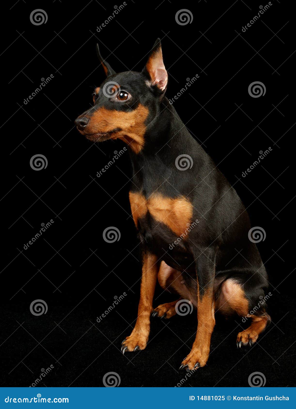 Black Miniature Pinscher stock image. Image of miniature - 14881025