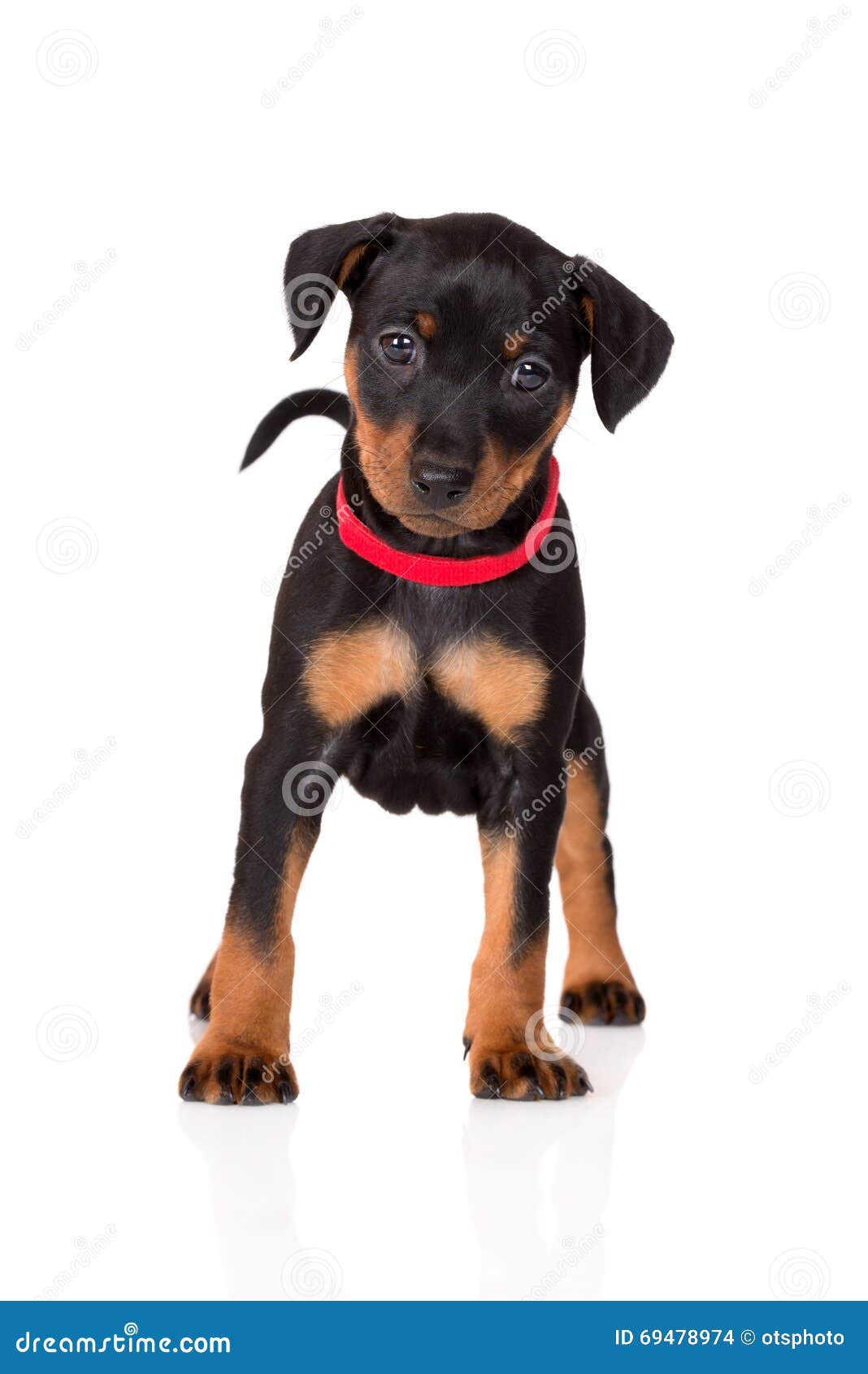 Black Miniature Pinscher Puppy Stock Photo - Image of adorable ...