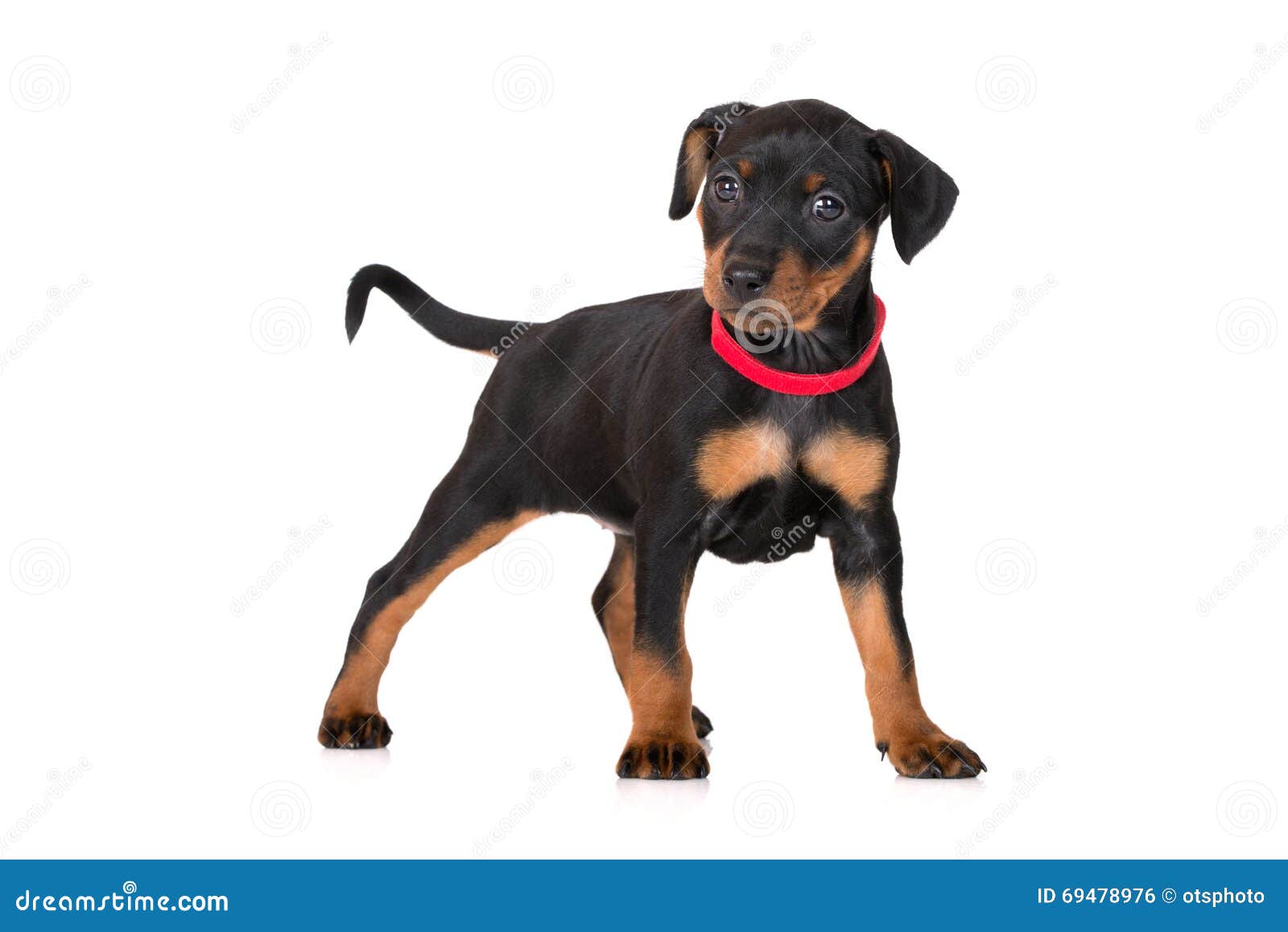 Black Miniature Pinscher Puppy Stock Photo - Image of mammal, collar ...