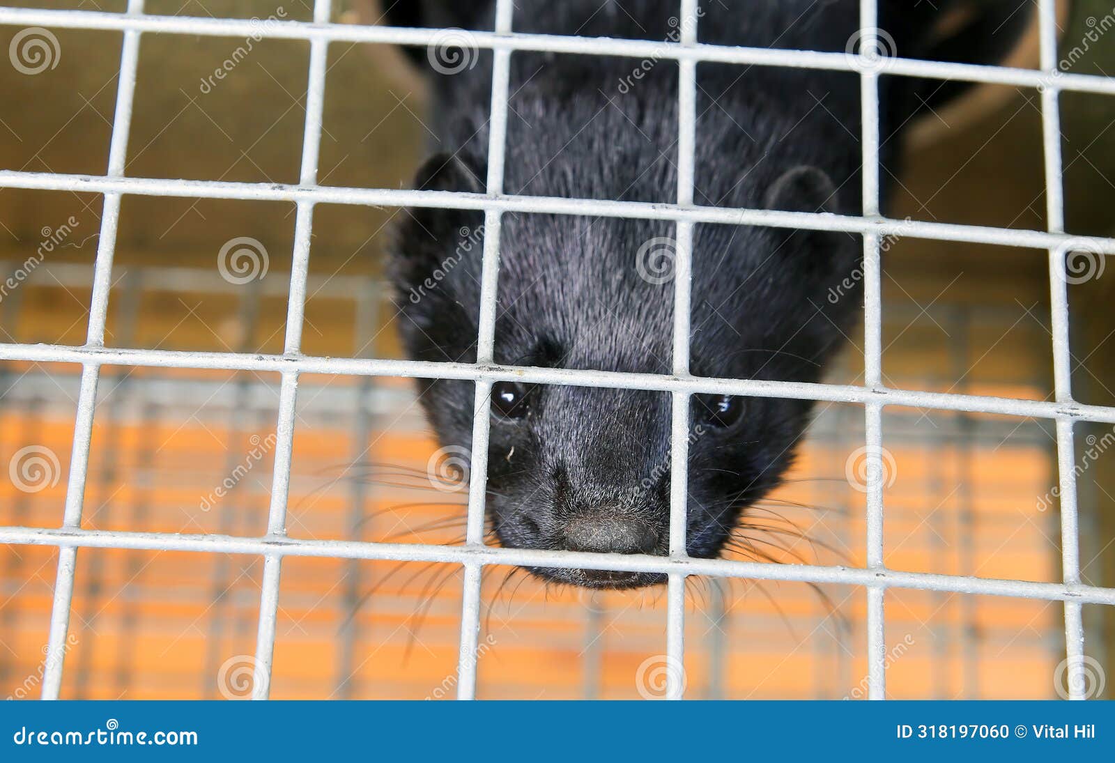 A Black Mink in a Cage Looks through the Bars Stock Photo - Image of ...