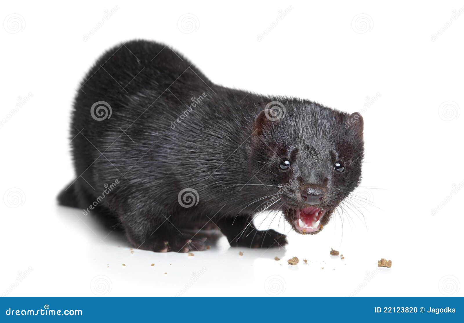 Black mink eat dry food stock photo. Image of studio - 22123820