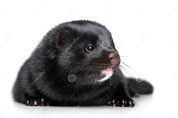 Black Mink on White Background Stock Photo - Image of posing, wildlife ...