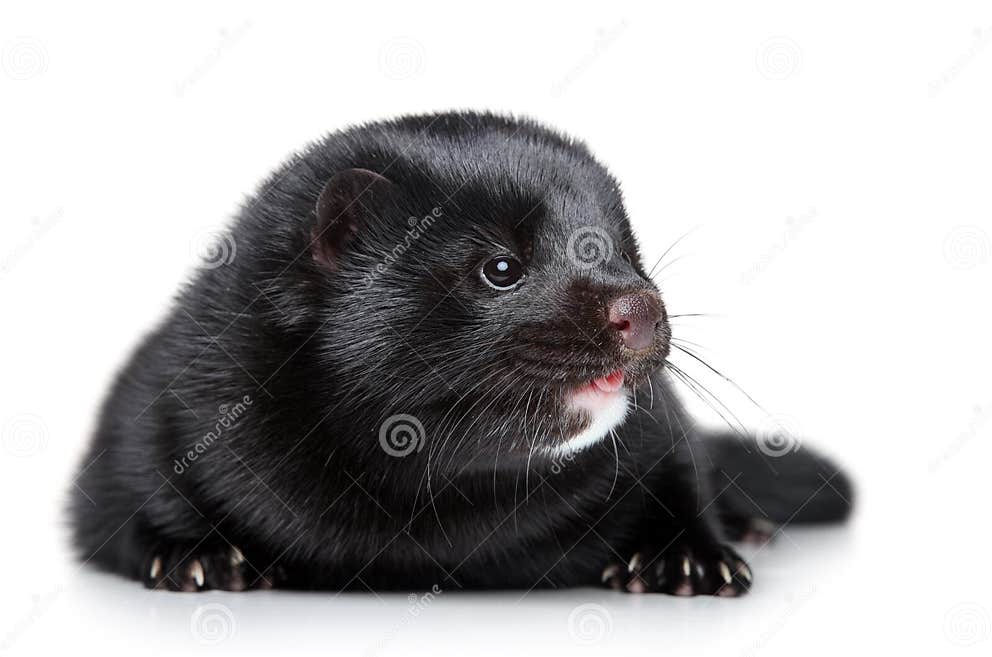 Black Mink on White Background Stock Photo - Image of posing, wildlife ...