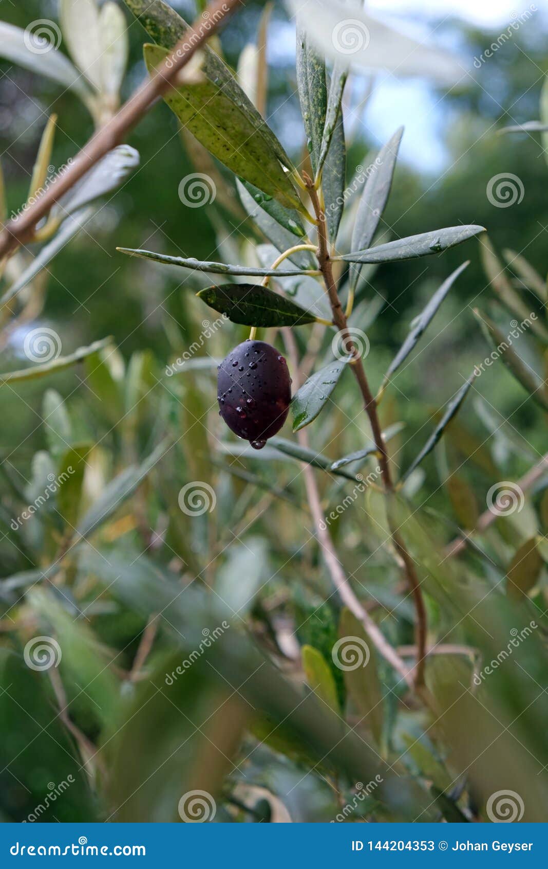 A Black Mission Olive on a Olive Branch. Stock Image - Image of ripe ...
