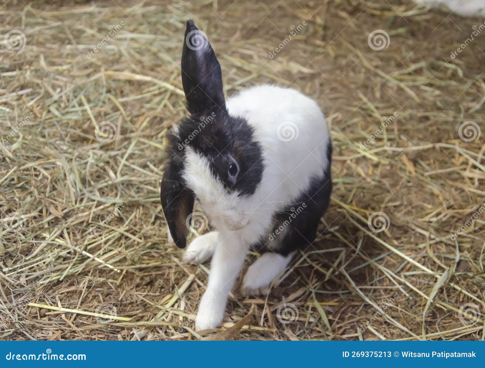 Black Mix White Rabbit on Grass, Farm Rabbit, Easter Bunny Stock Image ...