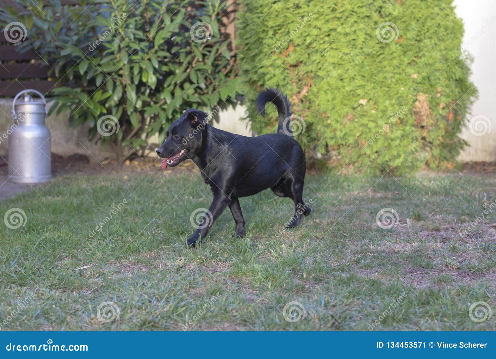 Black Mixed Breed Dog in the Garden Stock Image - Image of eyes ...