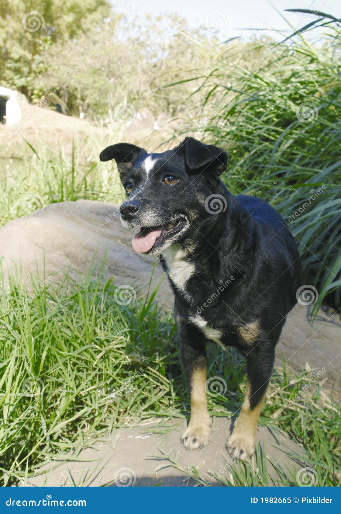 Black mixed breed dog stock image. Image of brown, lake - 1982665