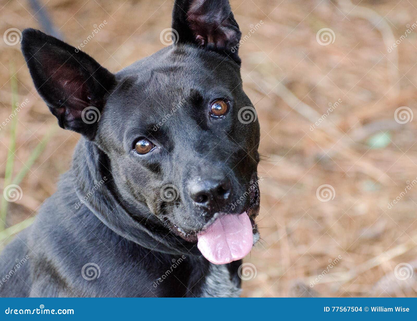 Black Mixed Breed Dog Adoption Photo Stock Photo - Image of shelter ...