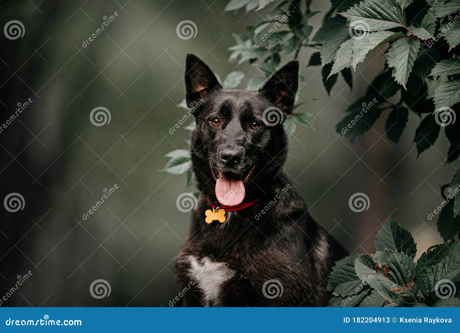 Black Mixed Breed Dog Portrait Outdoors in Summer Stock Image - Image ...