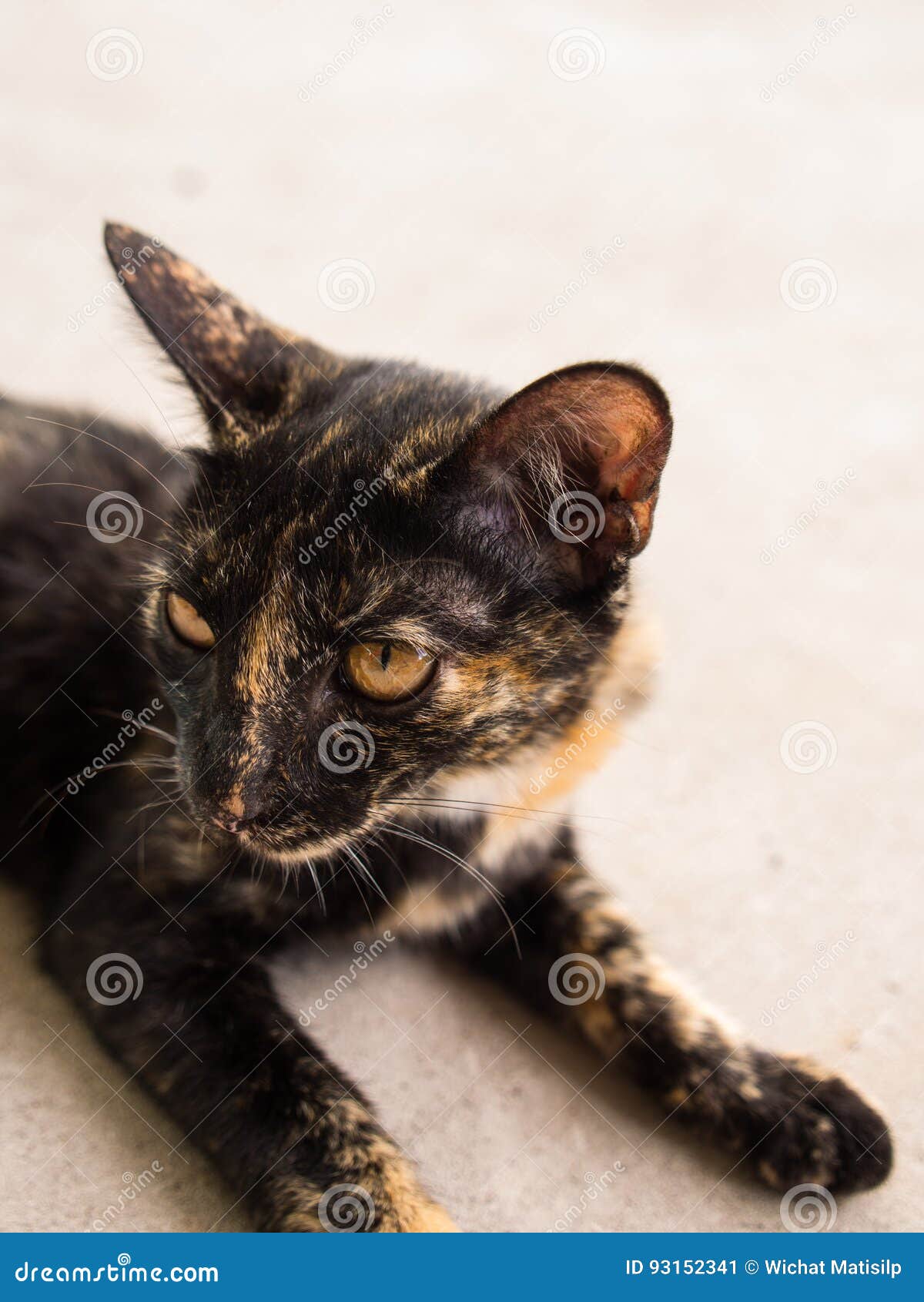 Black Mixed Cat Crouching stock image. Image of kitten - 93152341