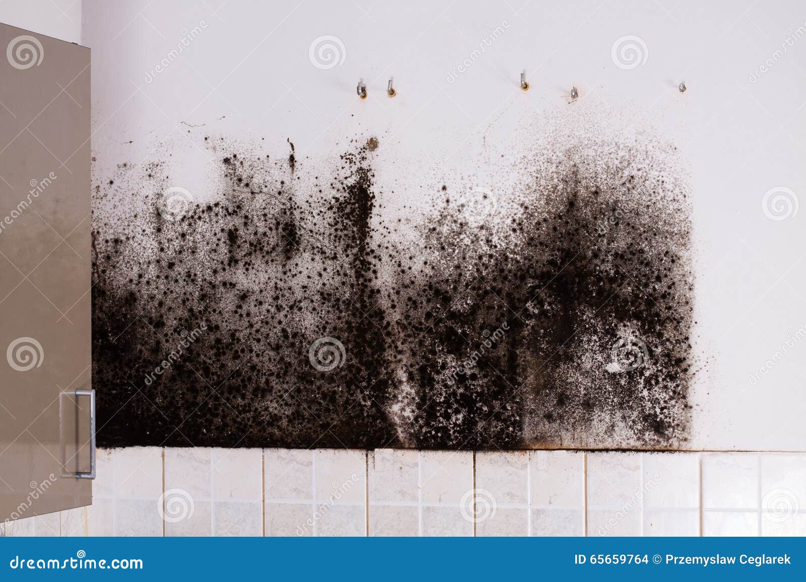 Black mould stock photo. Image of health, asthma, mold - 65659764