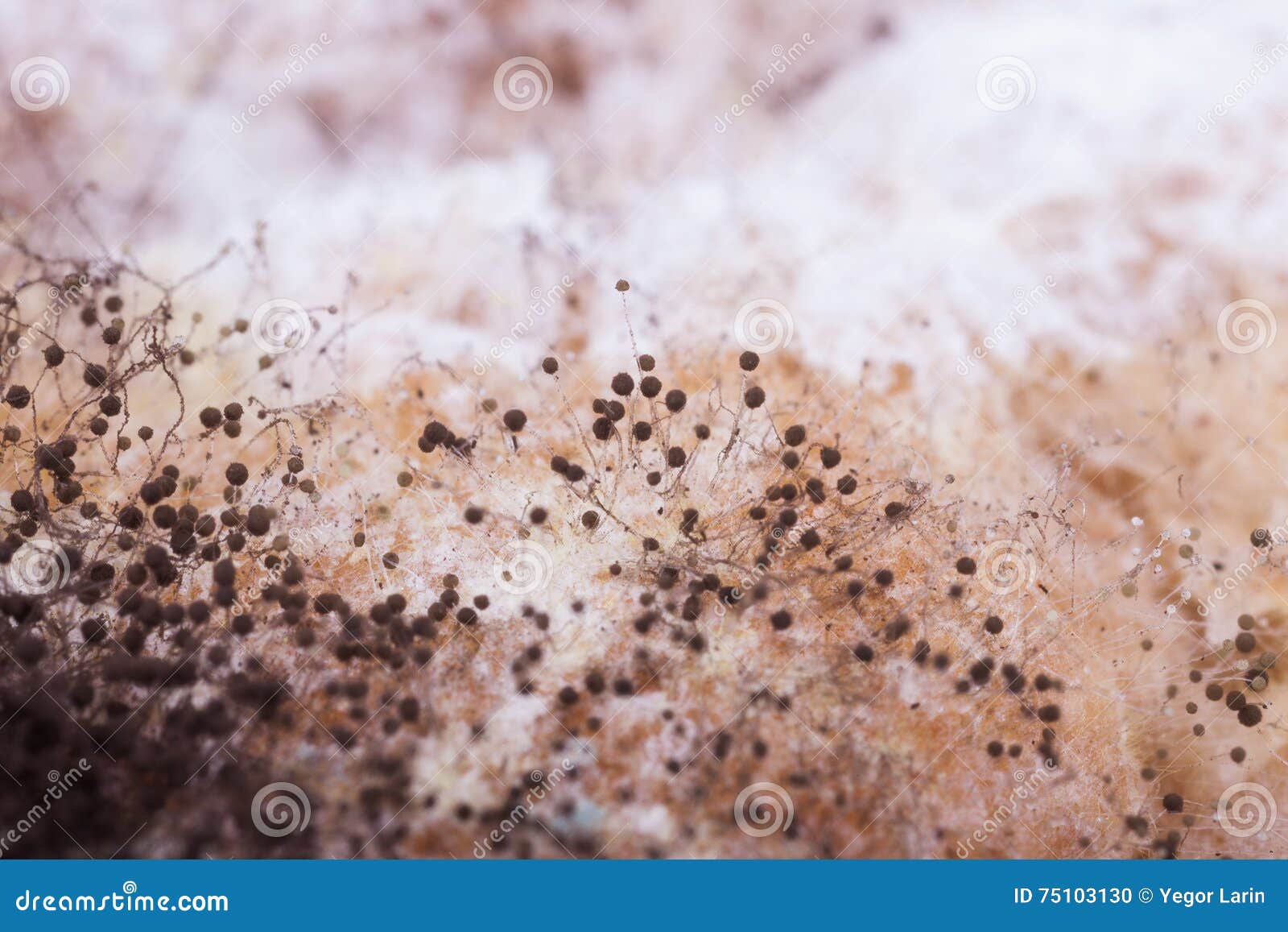 Black Mold Closeup Macro Photo Stock Photo - Image of microscopic ...
