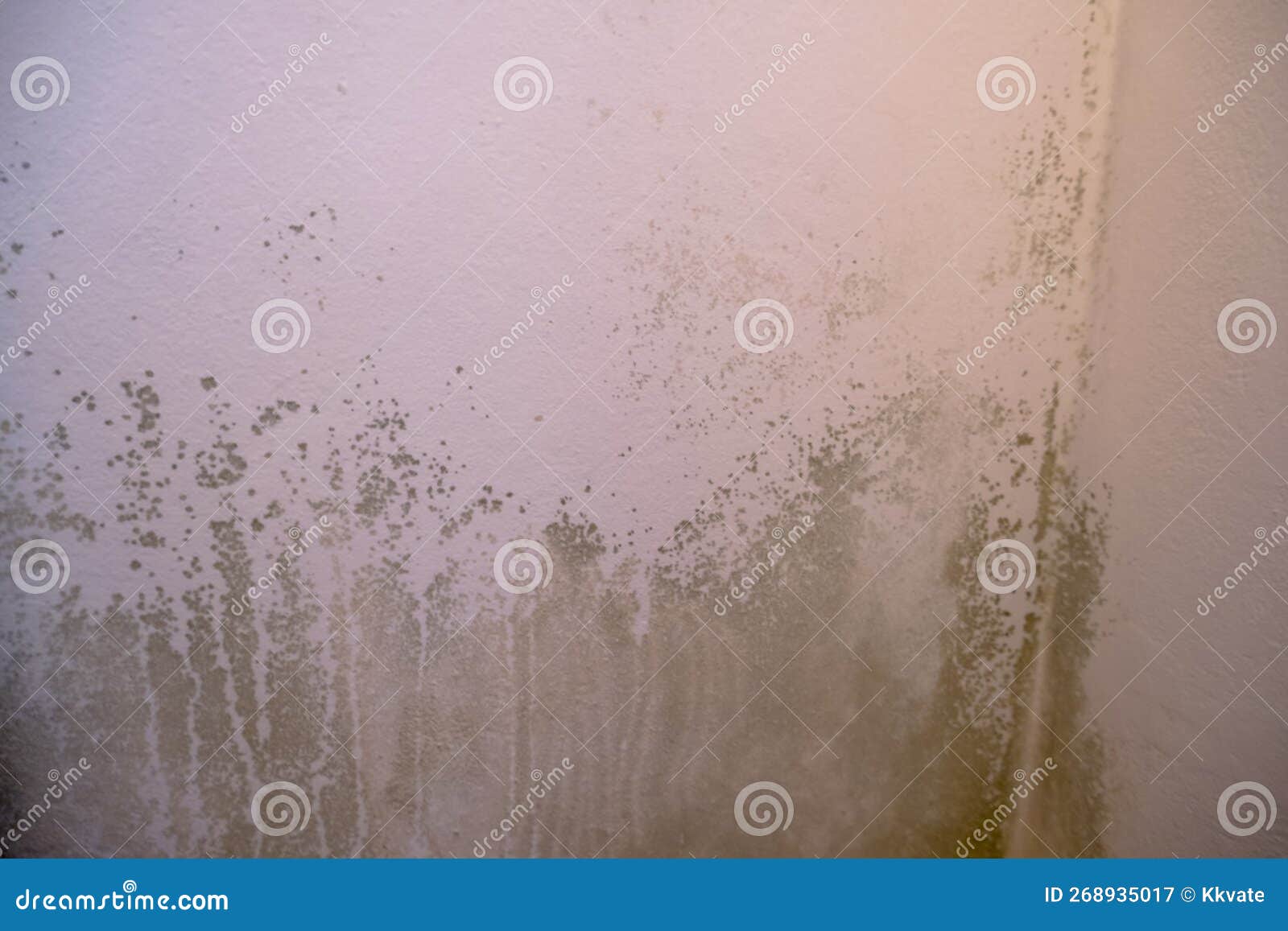 Black Mold in the Corner of the White Ceiling. Macro Mildew in the ...