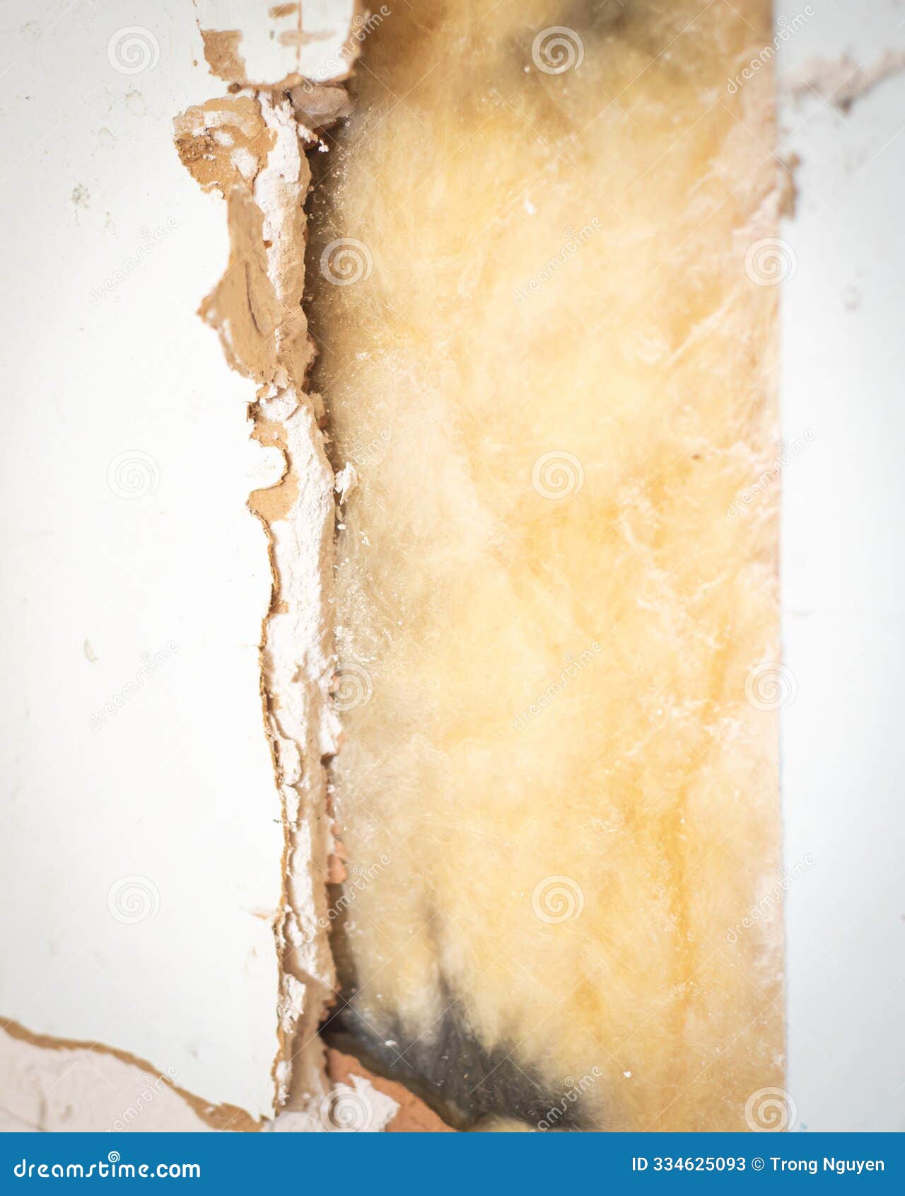 Black Mold Infestation Grows on Insulation Layer of Broken Drywall ...