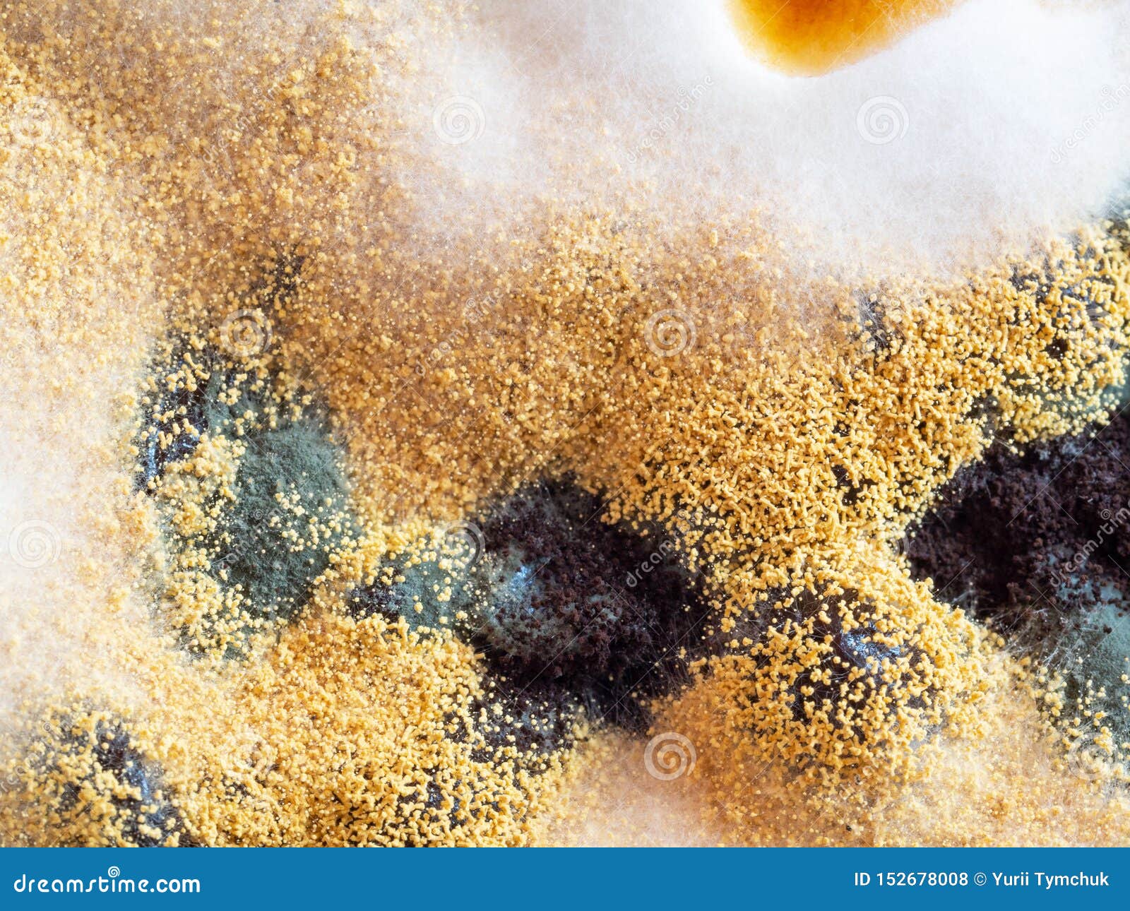 Black Mold. Microbiology. Bacterium Colony, Macro and Top View Stock ...