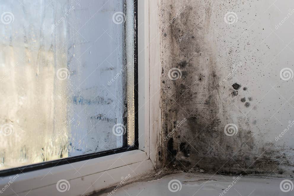 Black mold on the window. stock photo. Image of messy - 316321050