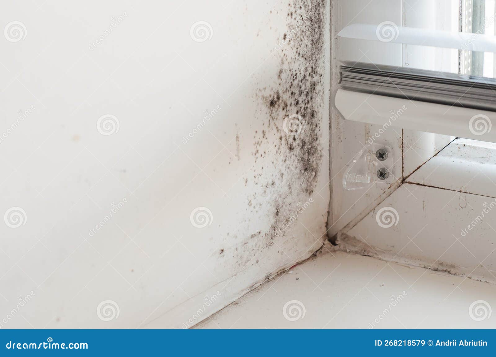 Black Mold Window Condensation