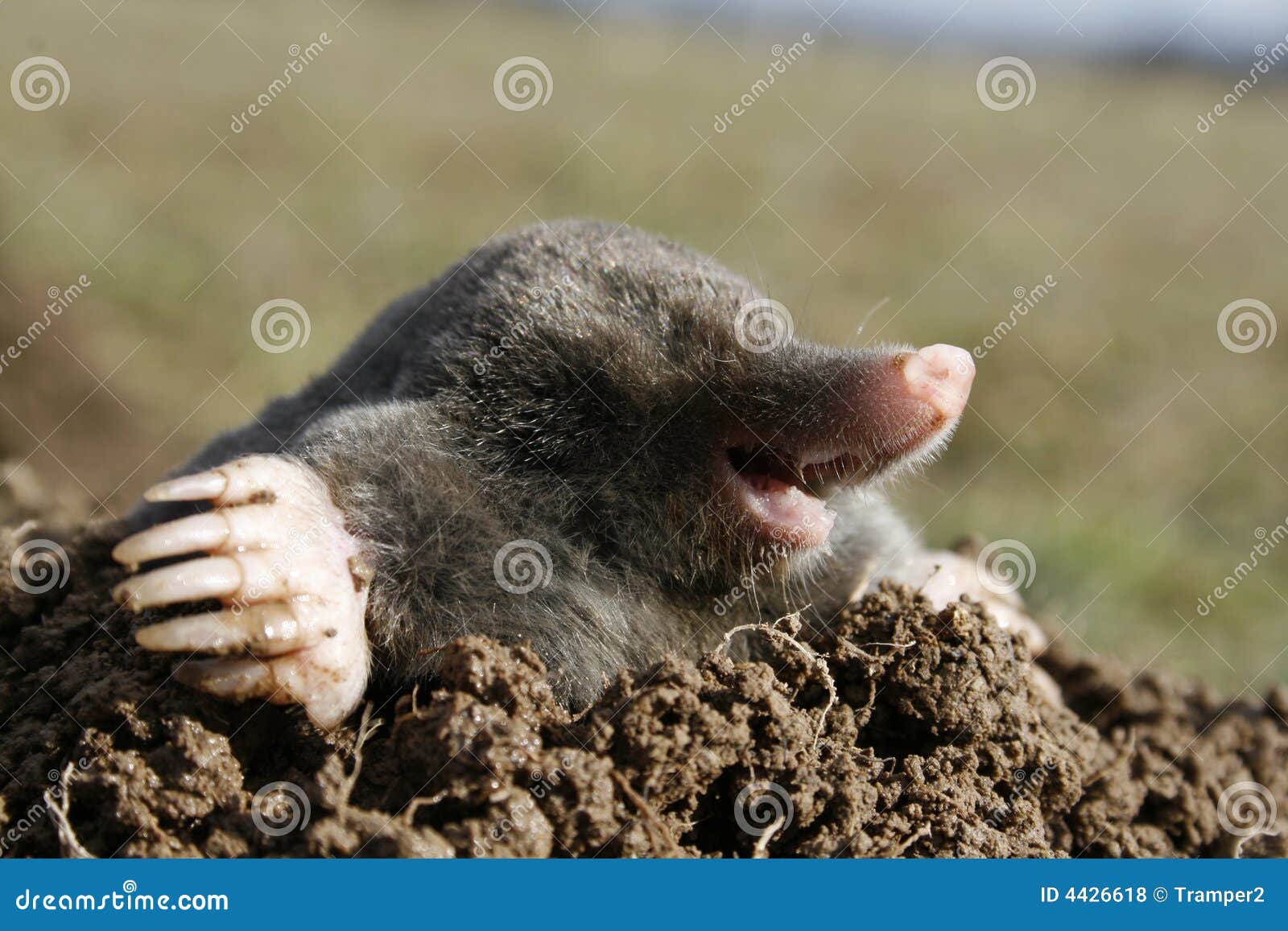 Black mole hungry stock photo. Image of molehill, cavity - 4426618