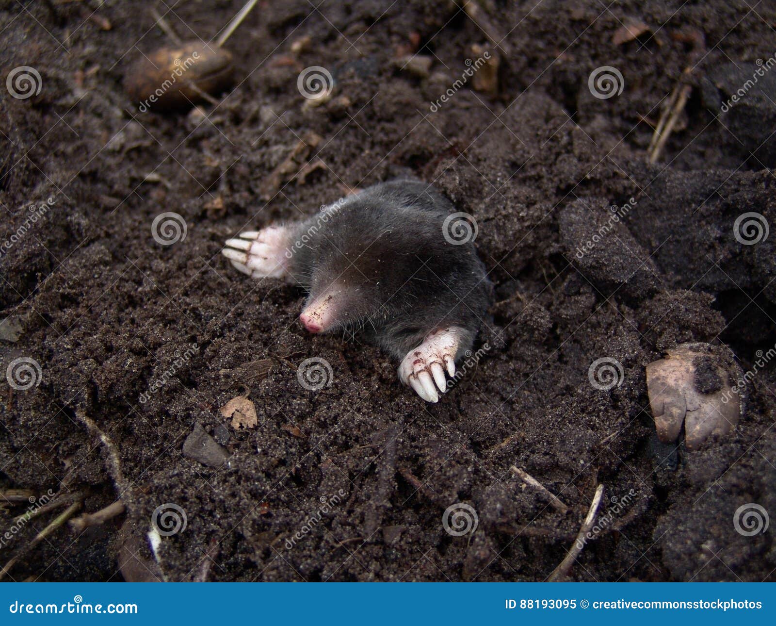 Black Mole In Black Soil Picture. Image: 88193095