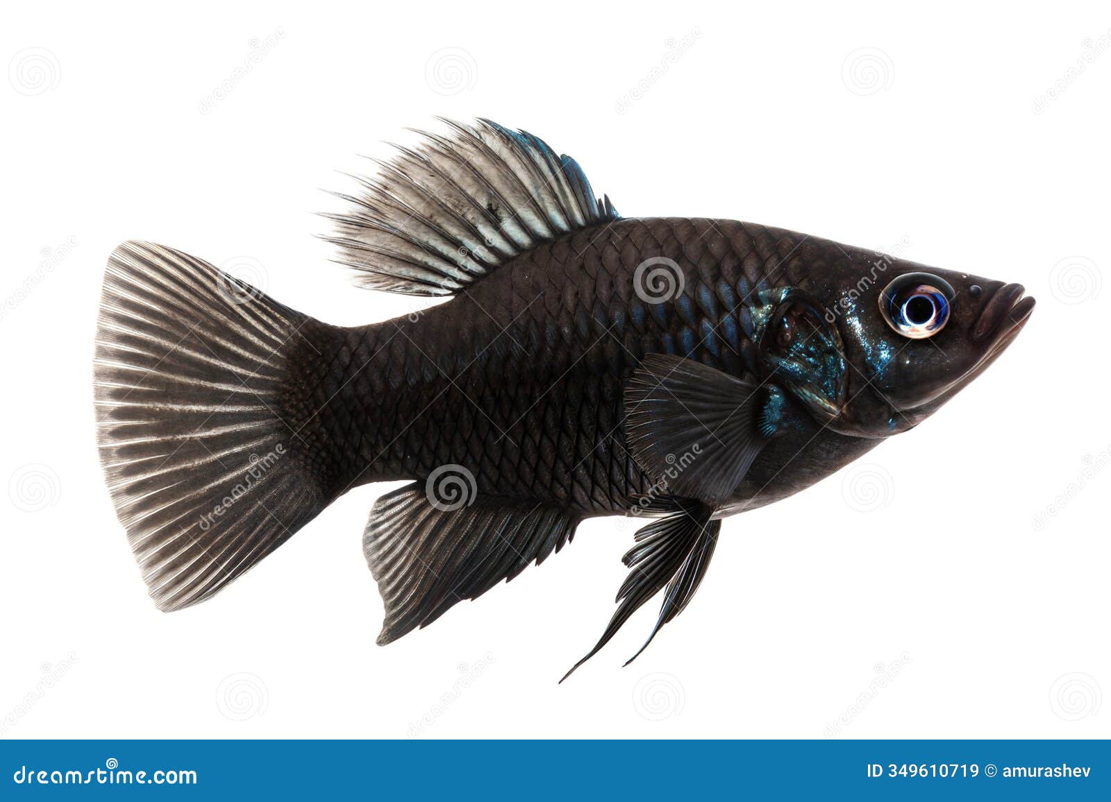 Black Molly Fish Isolated on White Background Stock Image - Image of ...