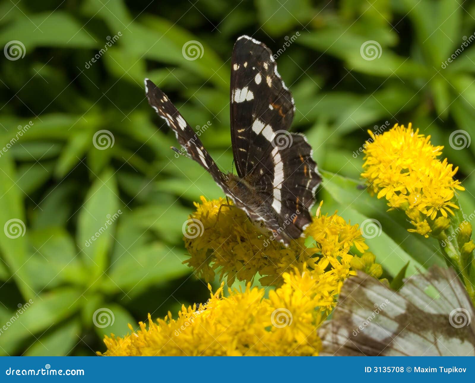 Black Monarch butterfly stock photo. Image of farina, branch - 3135708