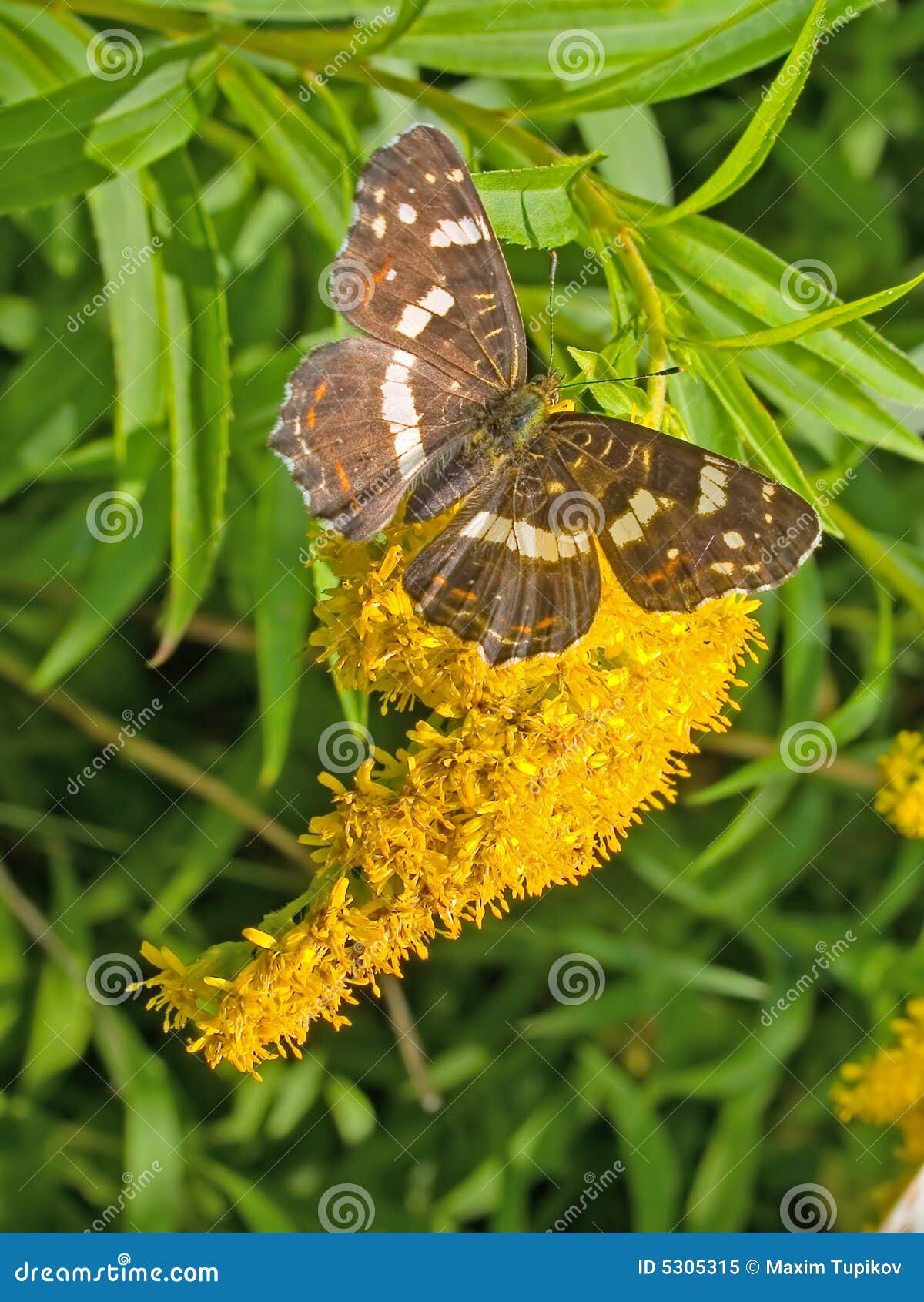 Black Monarch Butterfly on the Flower Stock Image - Image of botany ...