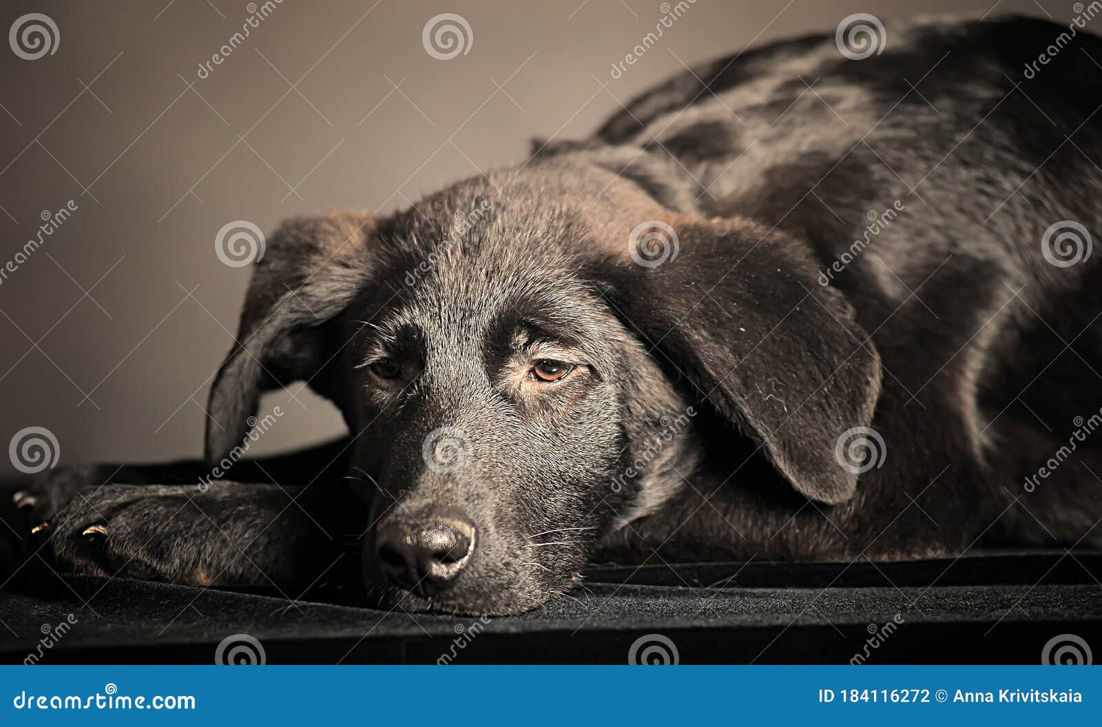 Black Mongrel Dog in the Studio Stock Photo - Image of curious, mammal ...