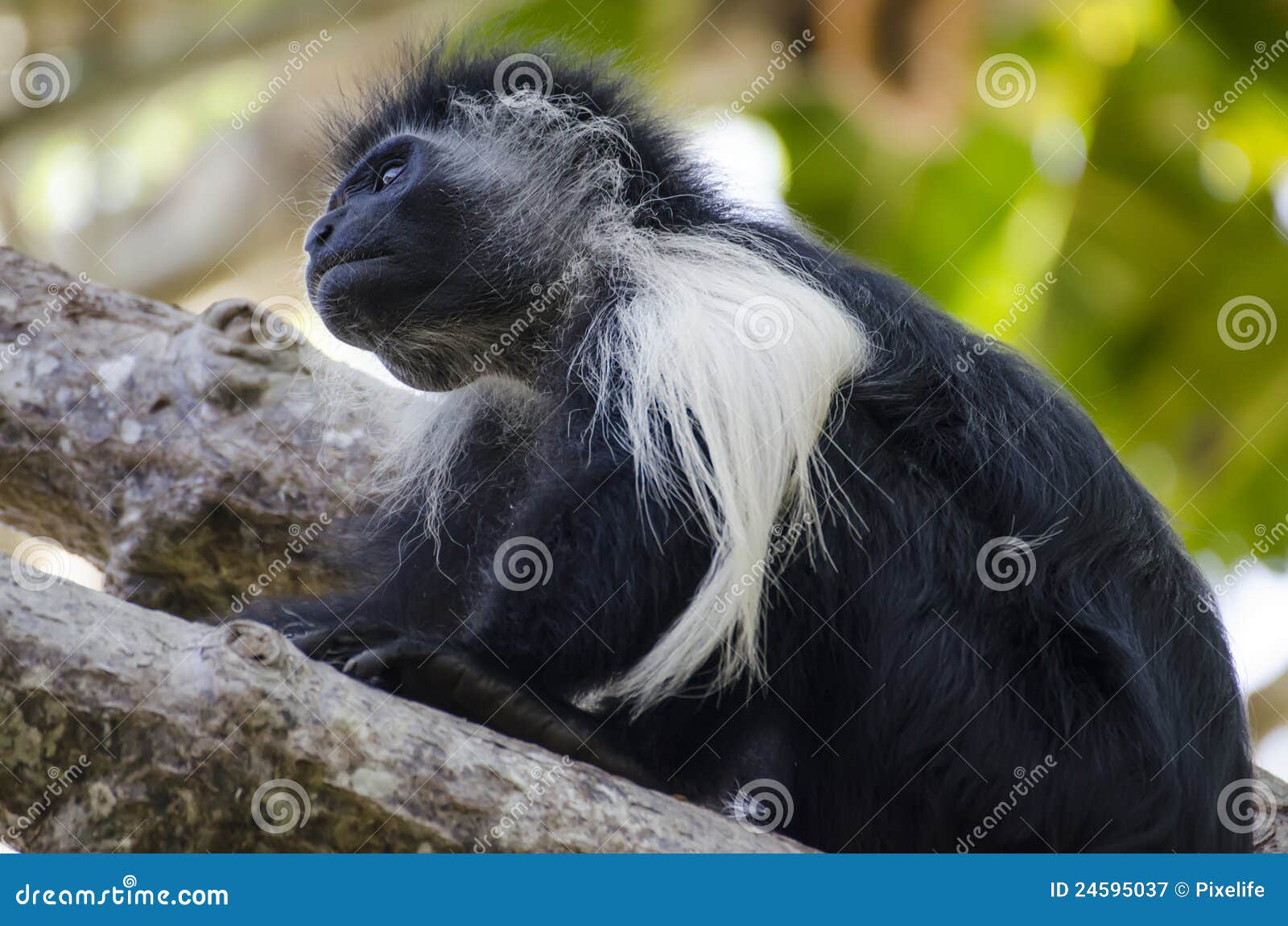Black Monkey. Mantled Howler Monkey Alouatta Palliata In The Nature ...