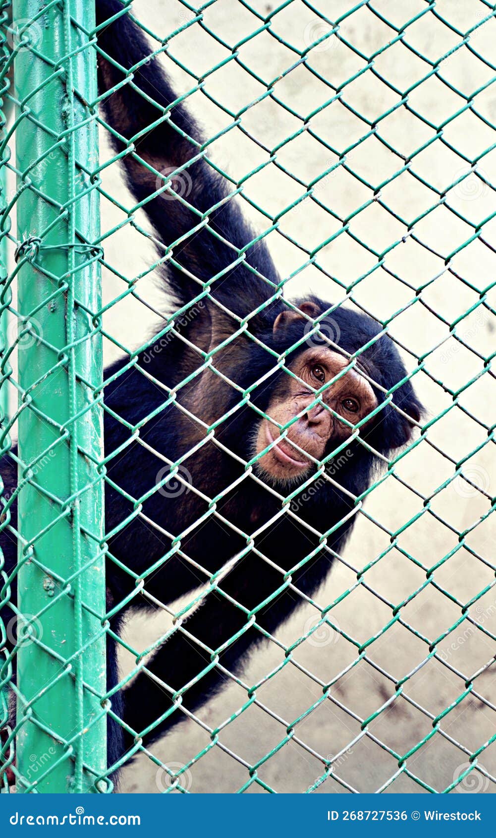 Black monkey behind fence stock photo. Image of tropical - 268727536