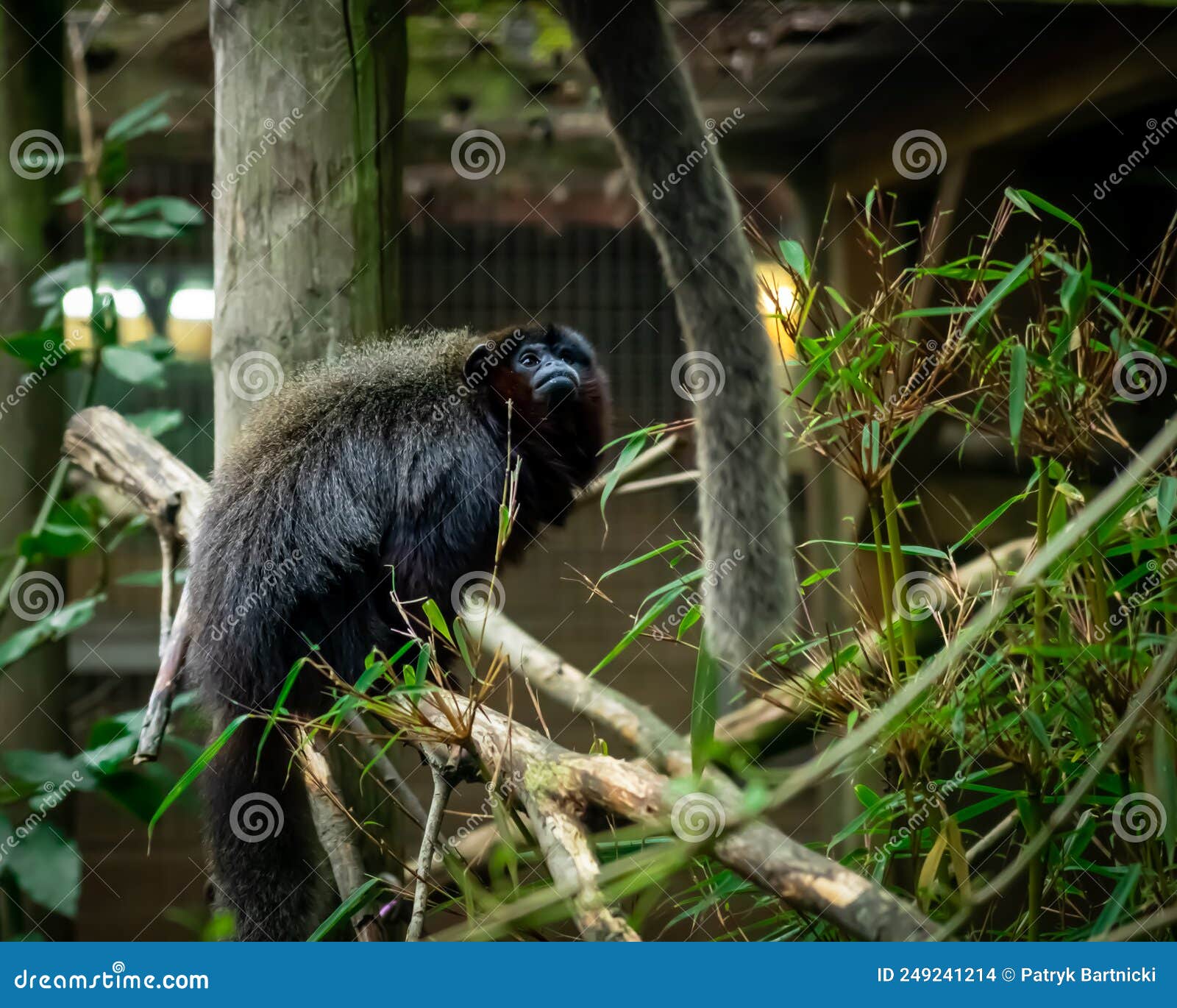 Black monkey in forest stock photo. Image of macaque - 249241214